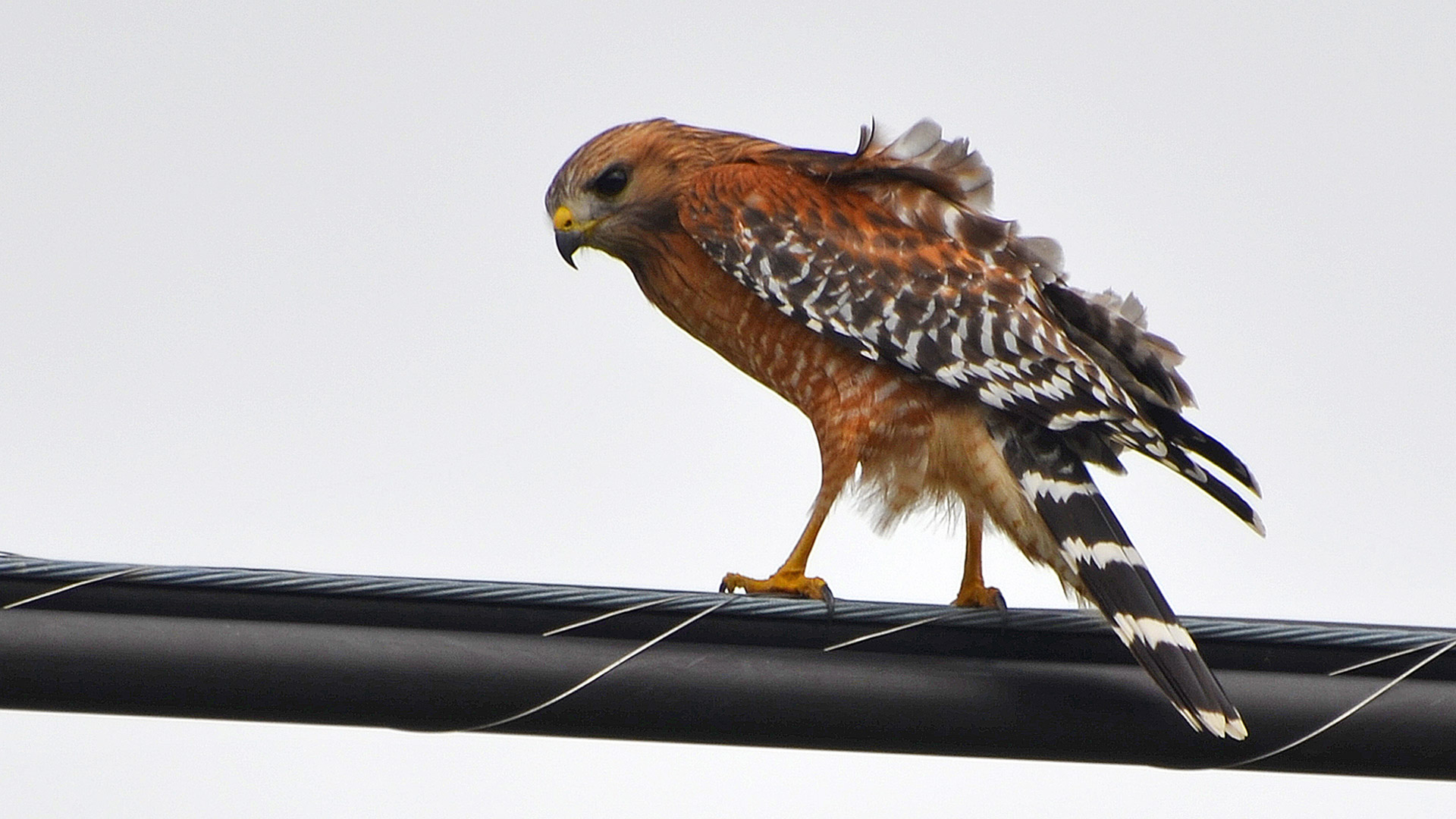 Red-shoulder-16×9-Susie – Nature in Novato