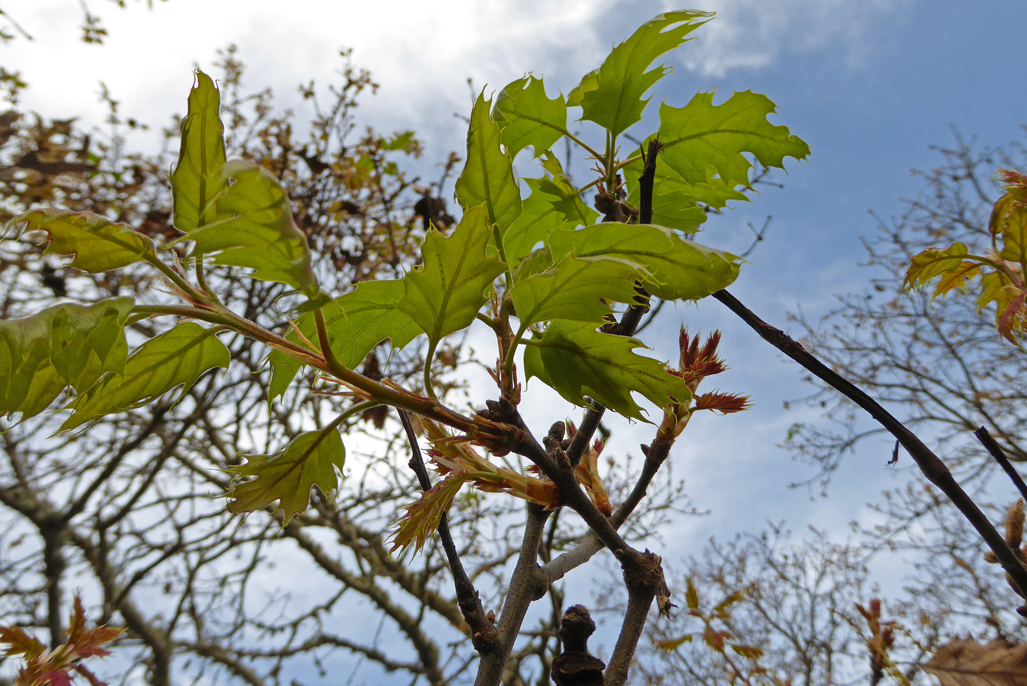 black-oak-spring-wide – Nature in Novato