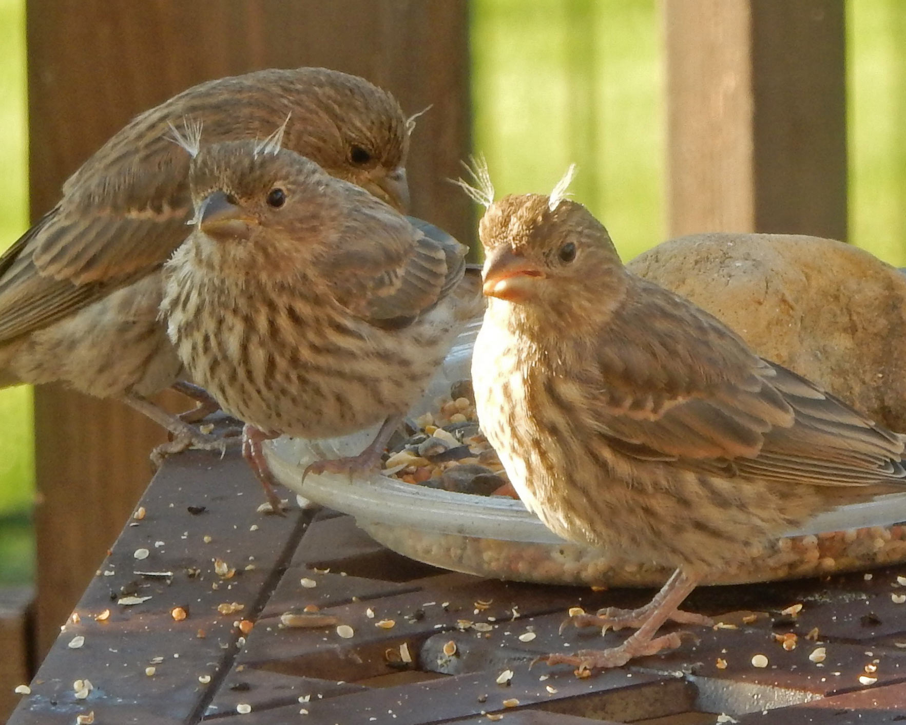 house-finch-horns-zicard2-5×4 – Nature in Novato