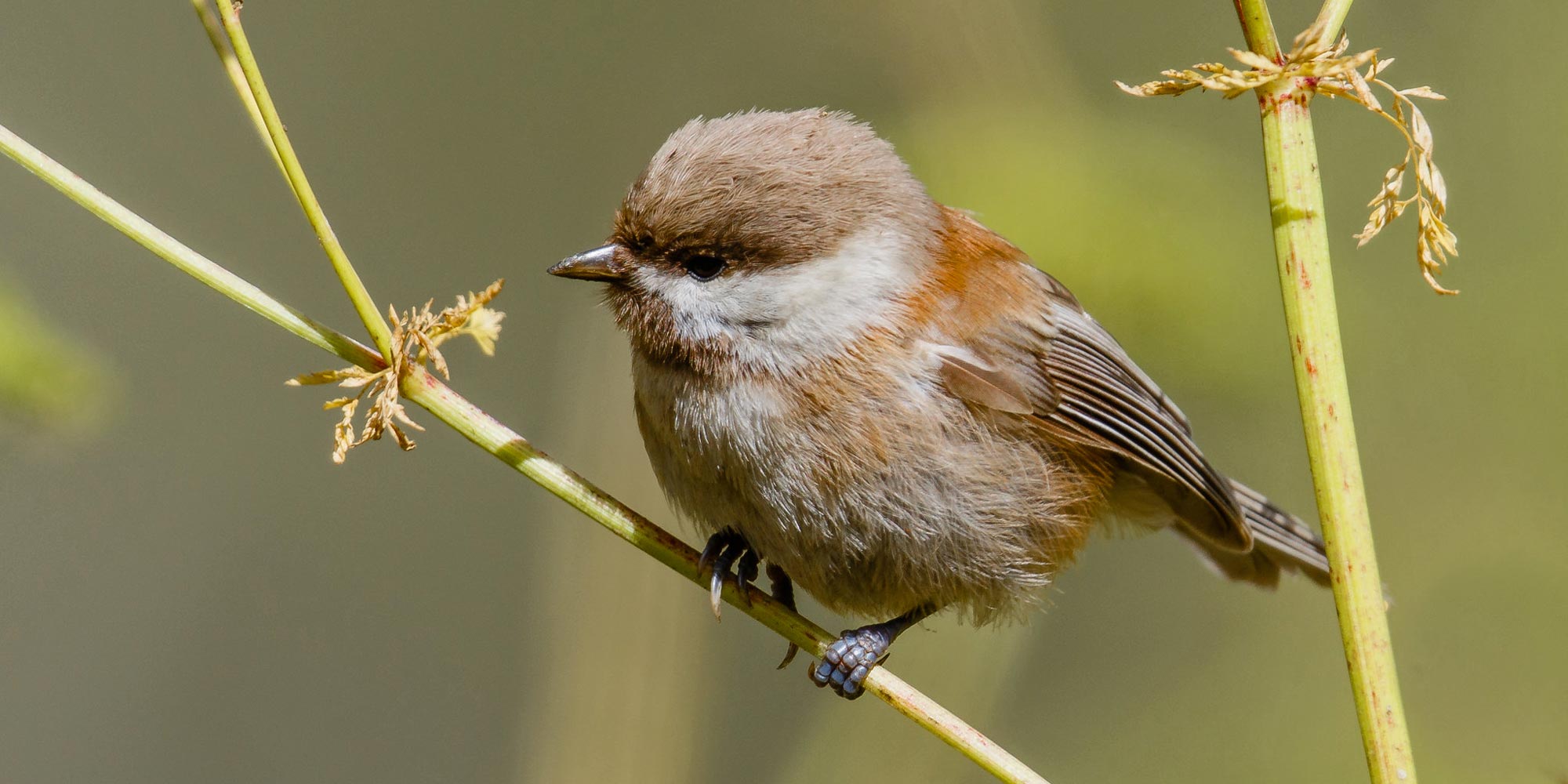 Chickadee-Round-PE-Hart 2×1 – Nature in Novato