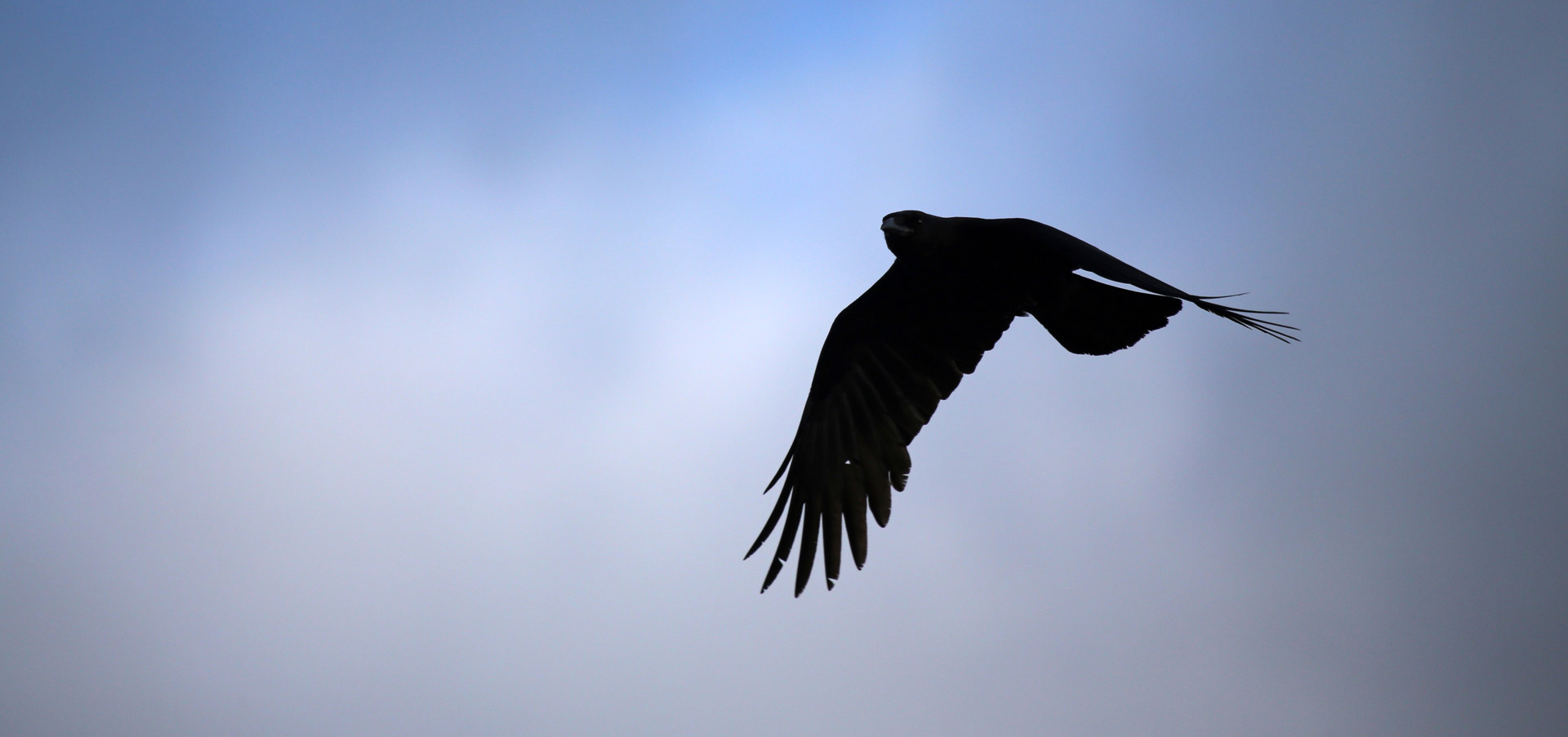 Crow-flight-cuatrok77 – Nature in Novato